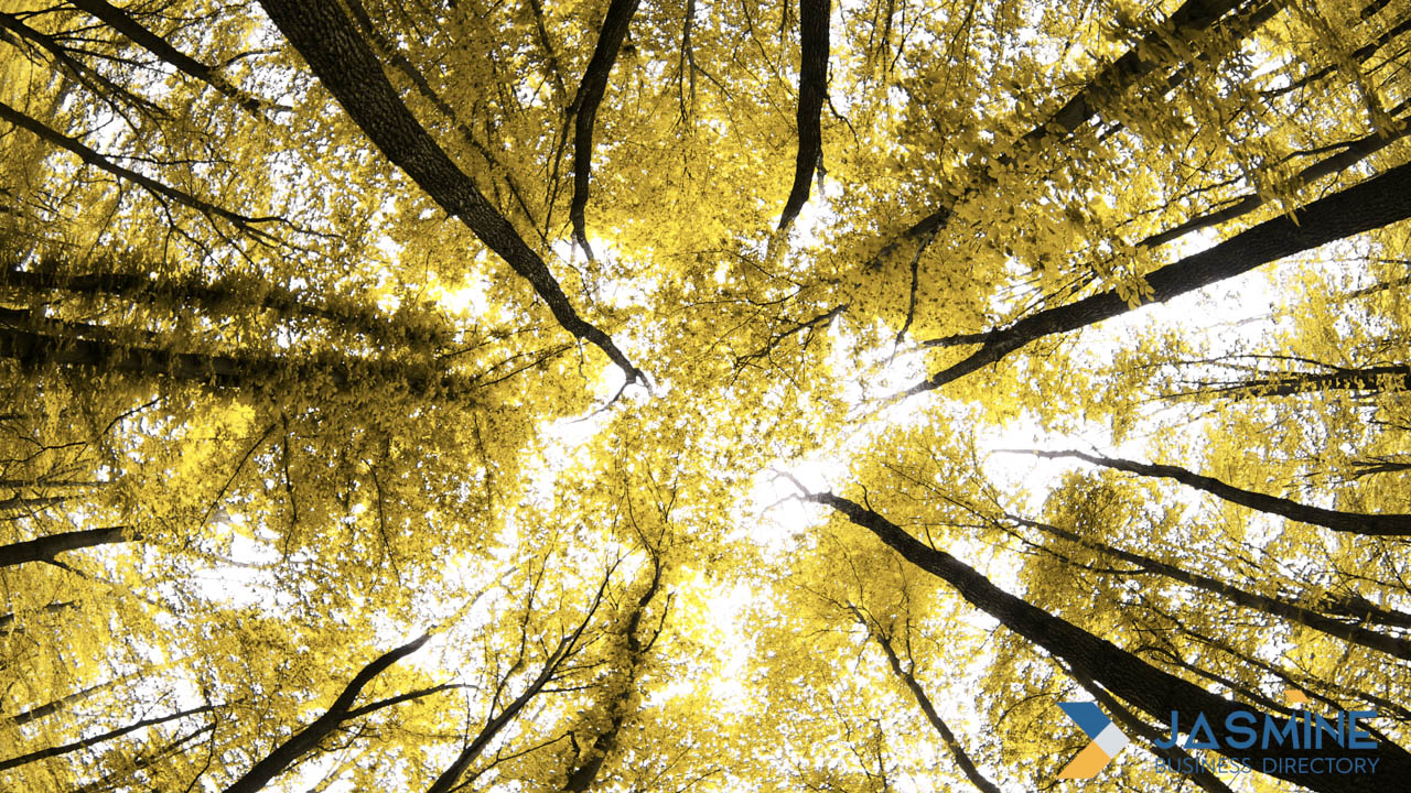 JSON-LD vs Microdata: Choosing the Right Format