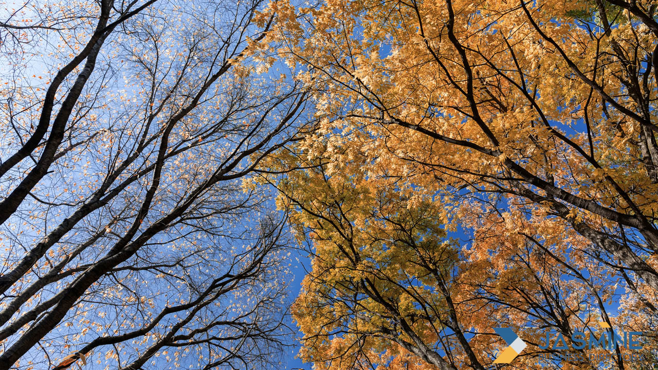 Implementing Schema Markup for Better Search Visibility